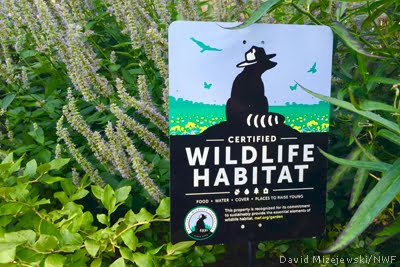 Wildlife Habitat Certification | Citizens for a scenic Florida